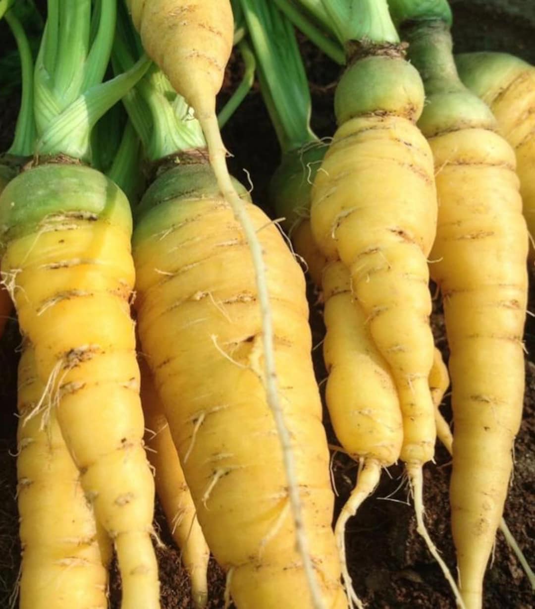 Solar Yellow Carrot Seeds | Heirloom | Organic - Etsy