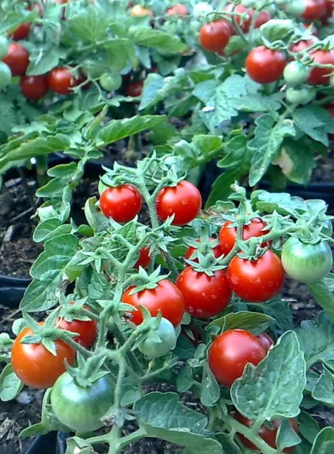 Red Robin Tomato Seeds | Organic - Etsy