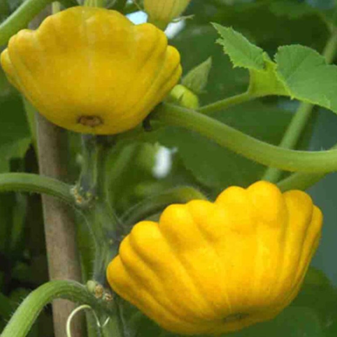 Yellow Bush Scallop Summer Squash Seeds | Heirloom | Organic - Etsy