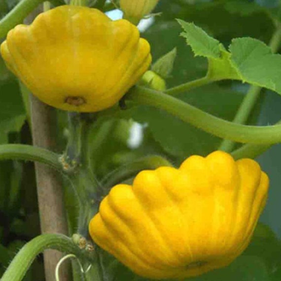 Yellow Bush Scallop Summer Squash Seeds Heirloom Organic | Etsy
