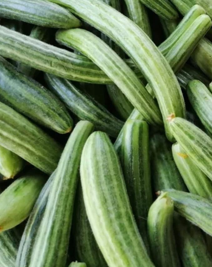 Armenian Striped Cucumber Seeds | Heirloom | Organic - Etsy