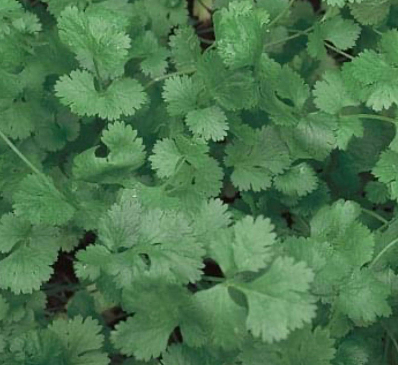 Slow Bolt Cilantro (coriander) Seeds | Organic | Herb - Etsy