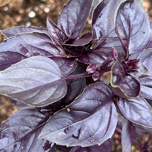 Dark Purple Opal Basil Seeds | Heirloom | Organic | Herb - Etsy