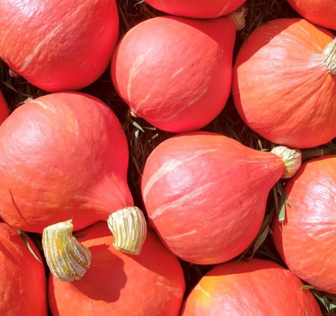 Red Kuri (hokkaido) Winter Squash Seeds | Heirloom - Etsy