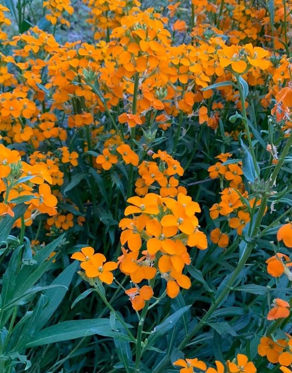 Siberian Wallflower Plant