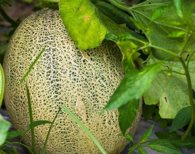 Galia Melon Seed/30 Galia Melon Seeds/heirloom Melon - Etsy