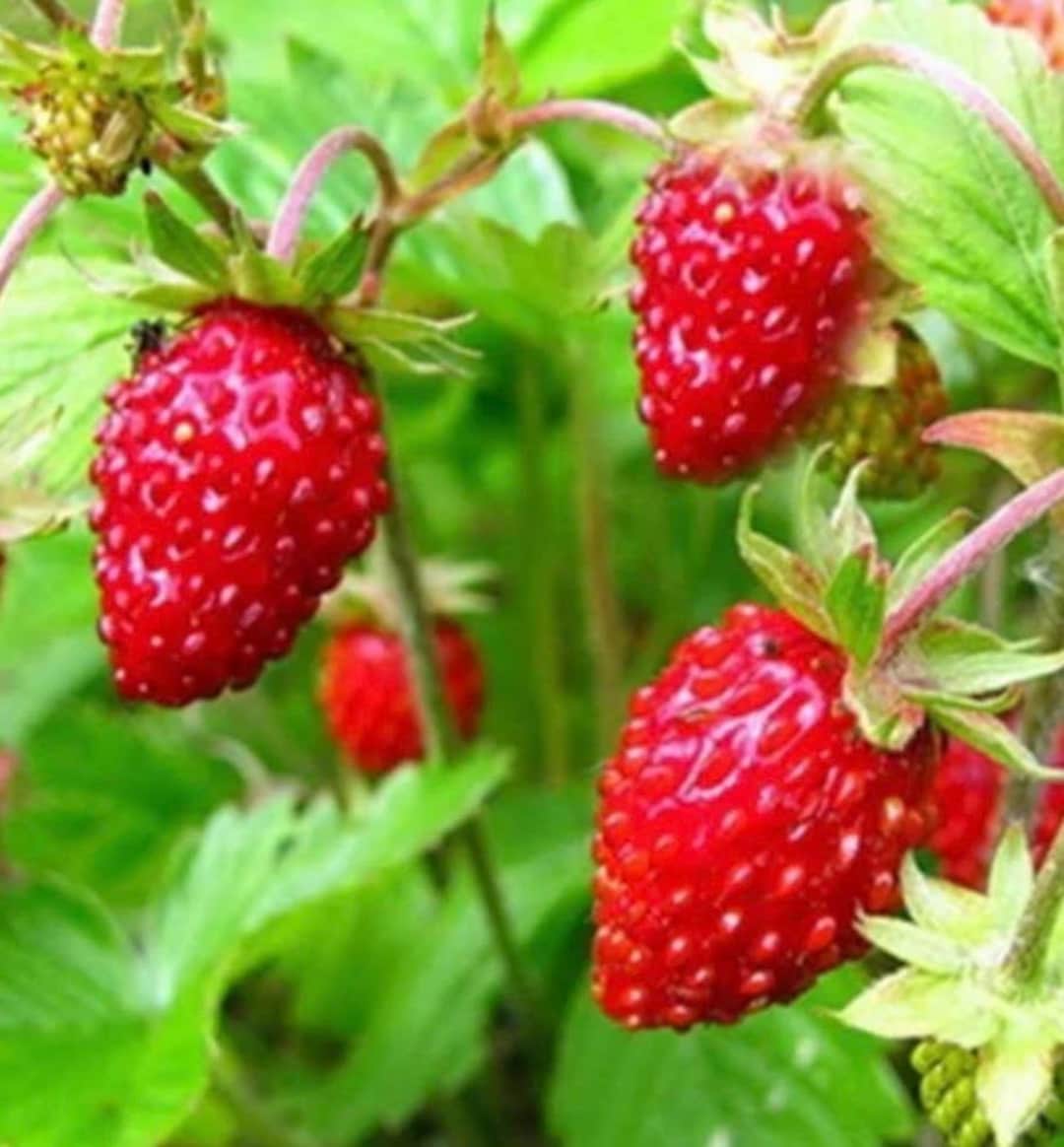 Alexandria (alpine) Strawberry Seeds - Etsy