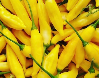 Lemon Drop Pepper Seeds Hot Organic - Etsy