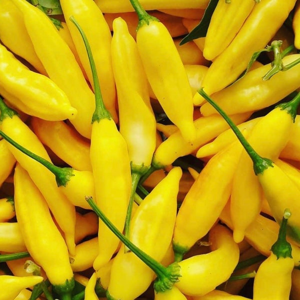 Rare Pepper Seeds - Etsy