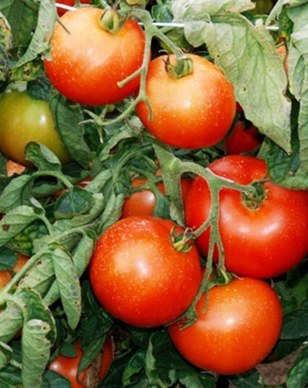 Czech Bush Tomato Seeds | Heirloom | Organic - Etsy