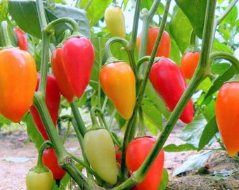 Santa Fe Grande Guero Pepper Premium Seed Packet - Etsy