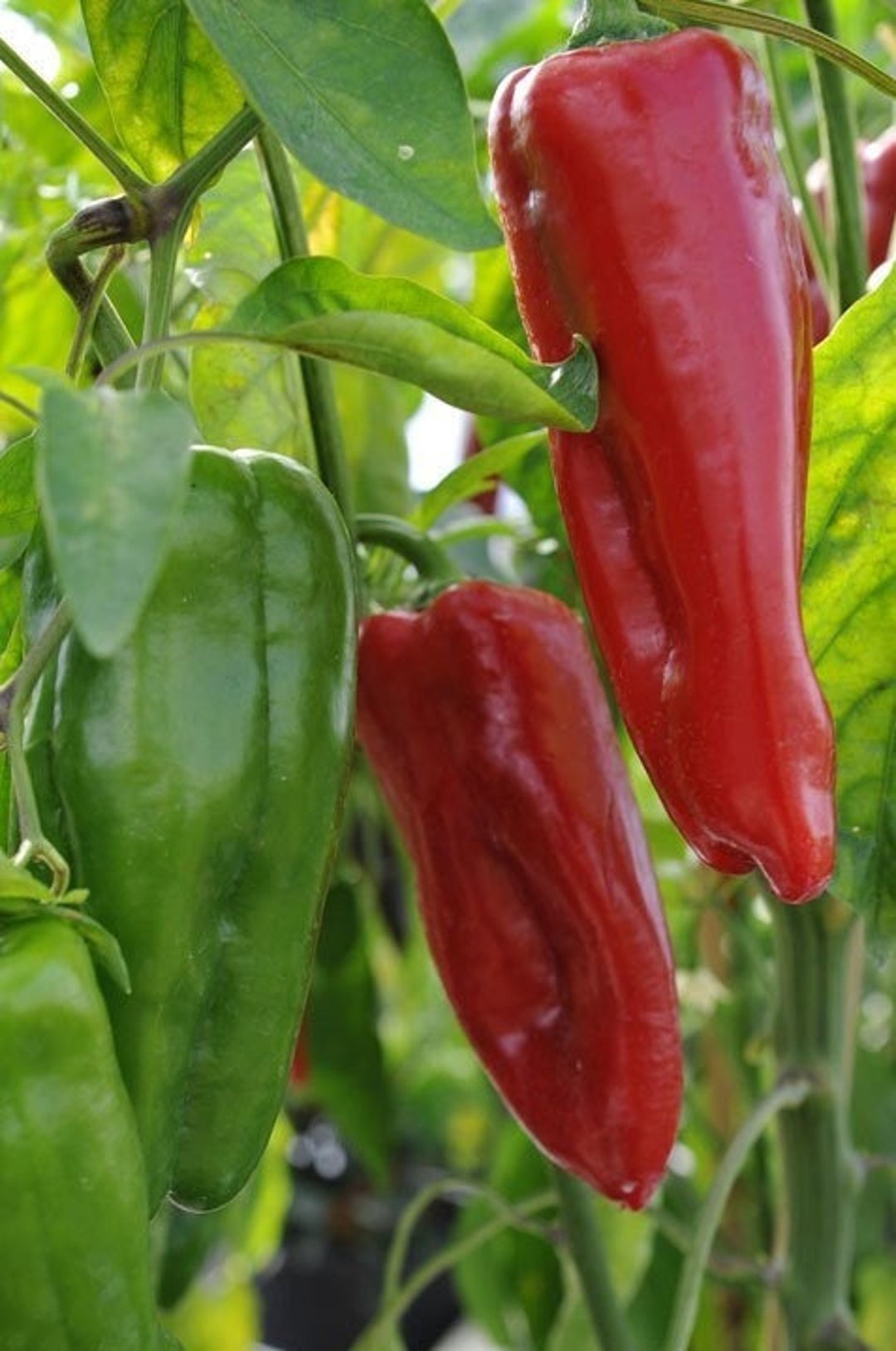 Red Marconi Sweet Pepper Seeds | Heirloom | Organic - Etsy