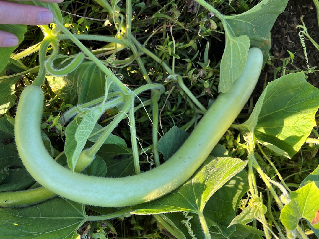 Cucuzzi (edible) Gourd Seeds | Heirloom - Etsy