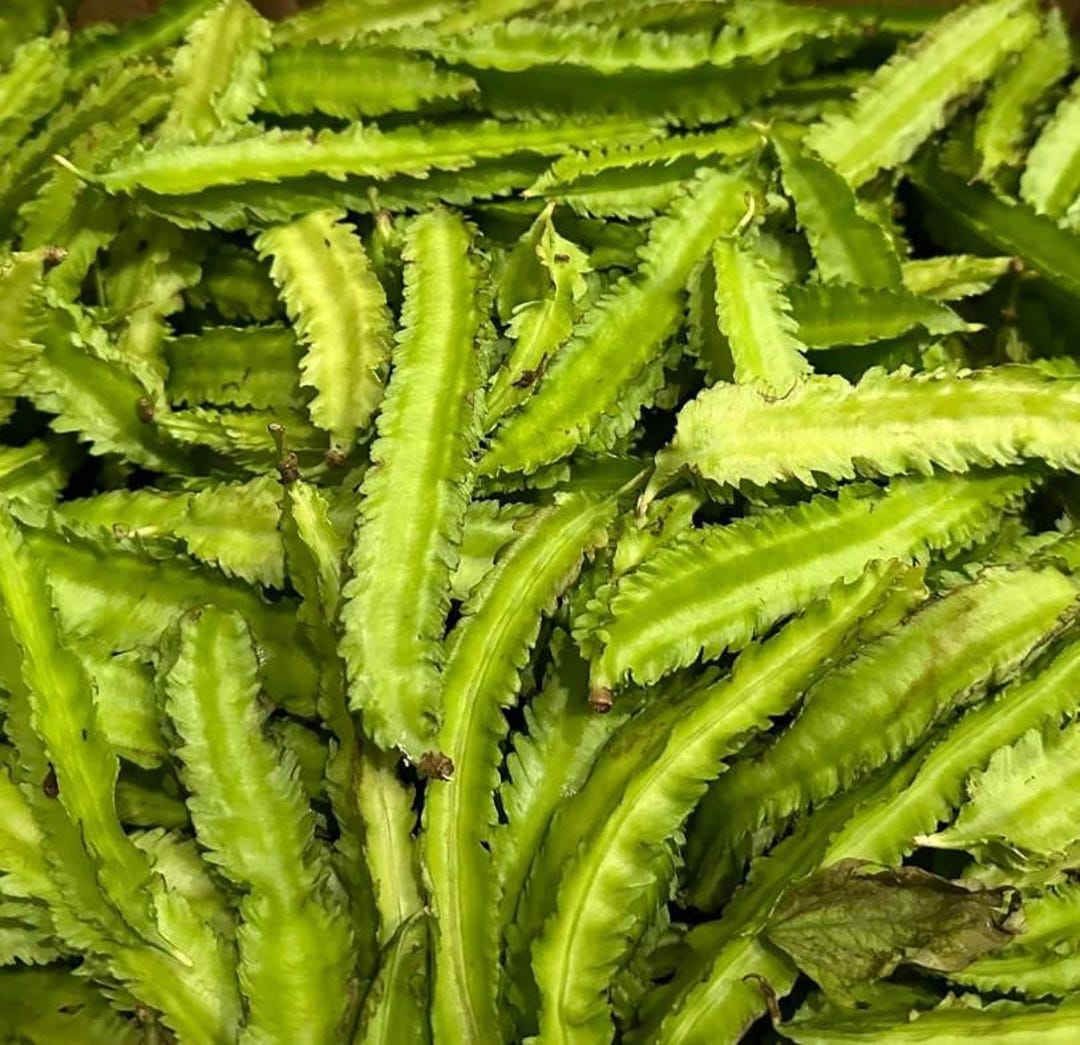 Winged Bean Seeds | Heirloom | Organic - Etsy