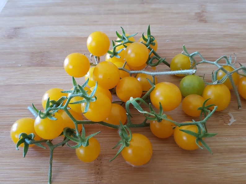 Yellow Currant Tomato Seeds | Heirloom | Organic - Etsy