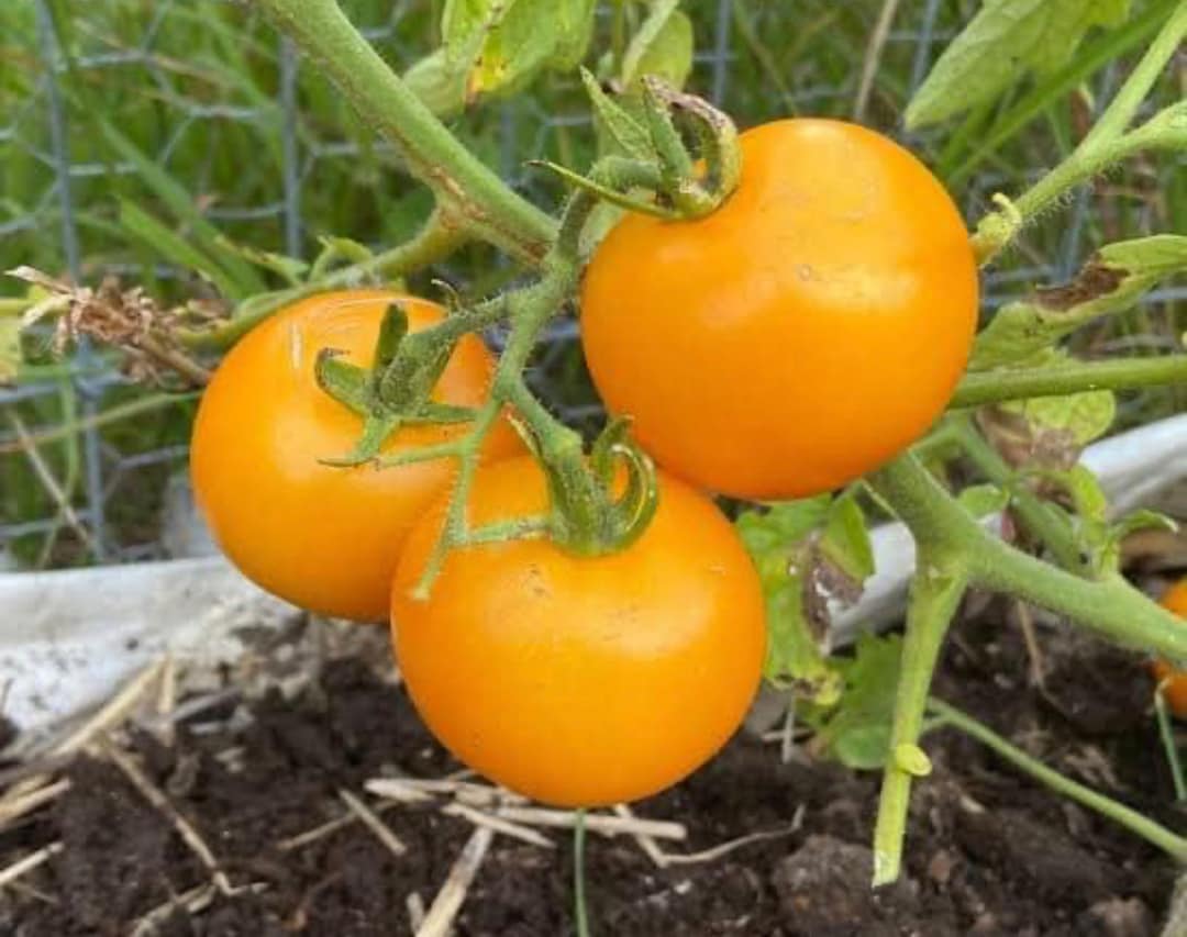 Sunray Tomato Seeds Organic Heirloom - Etsy