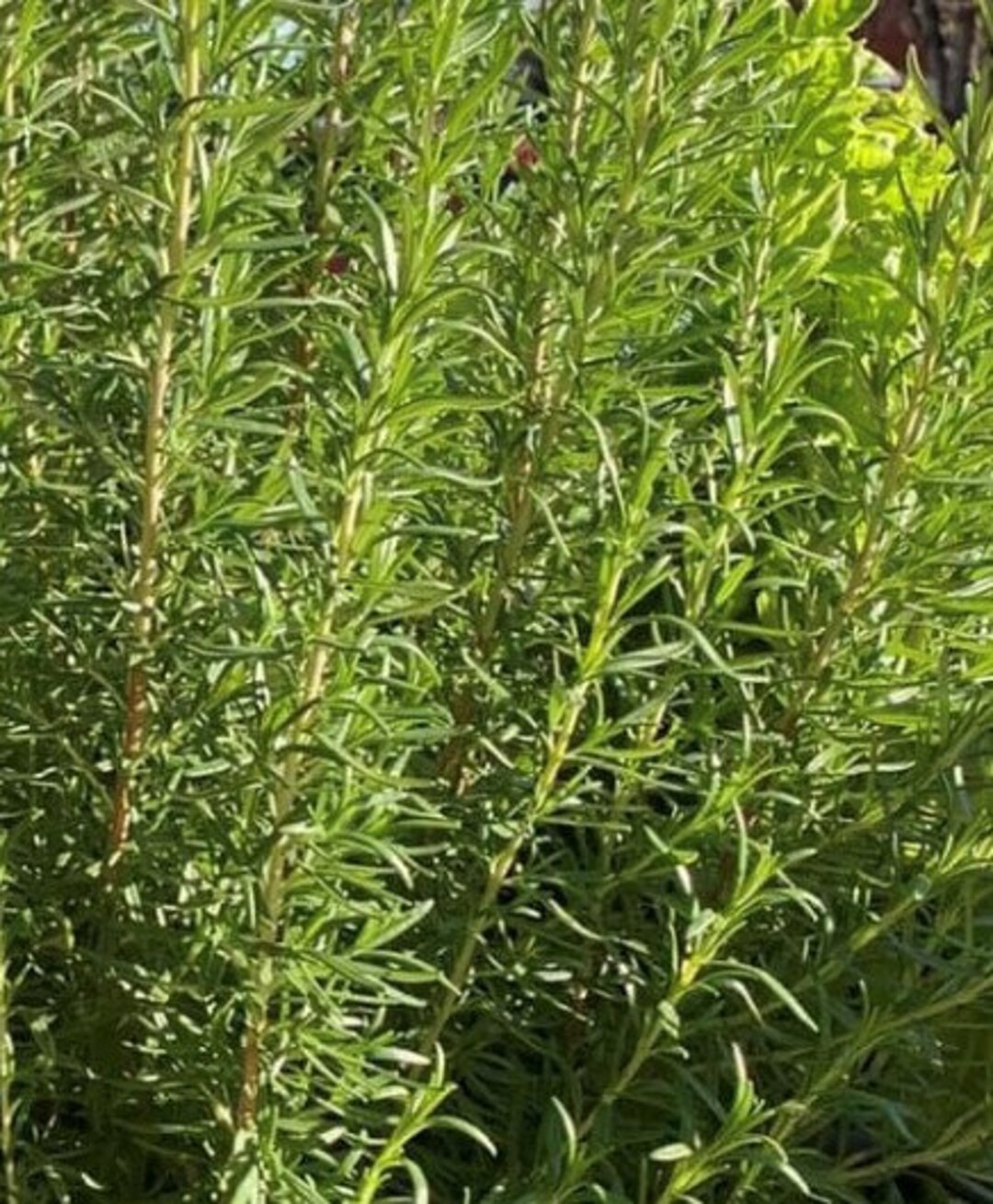 Rosemary Seeds | Herb - Etsy