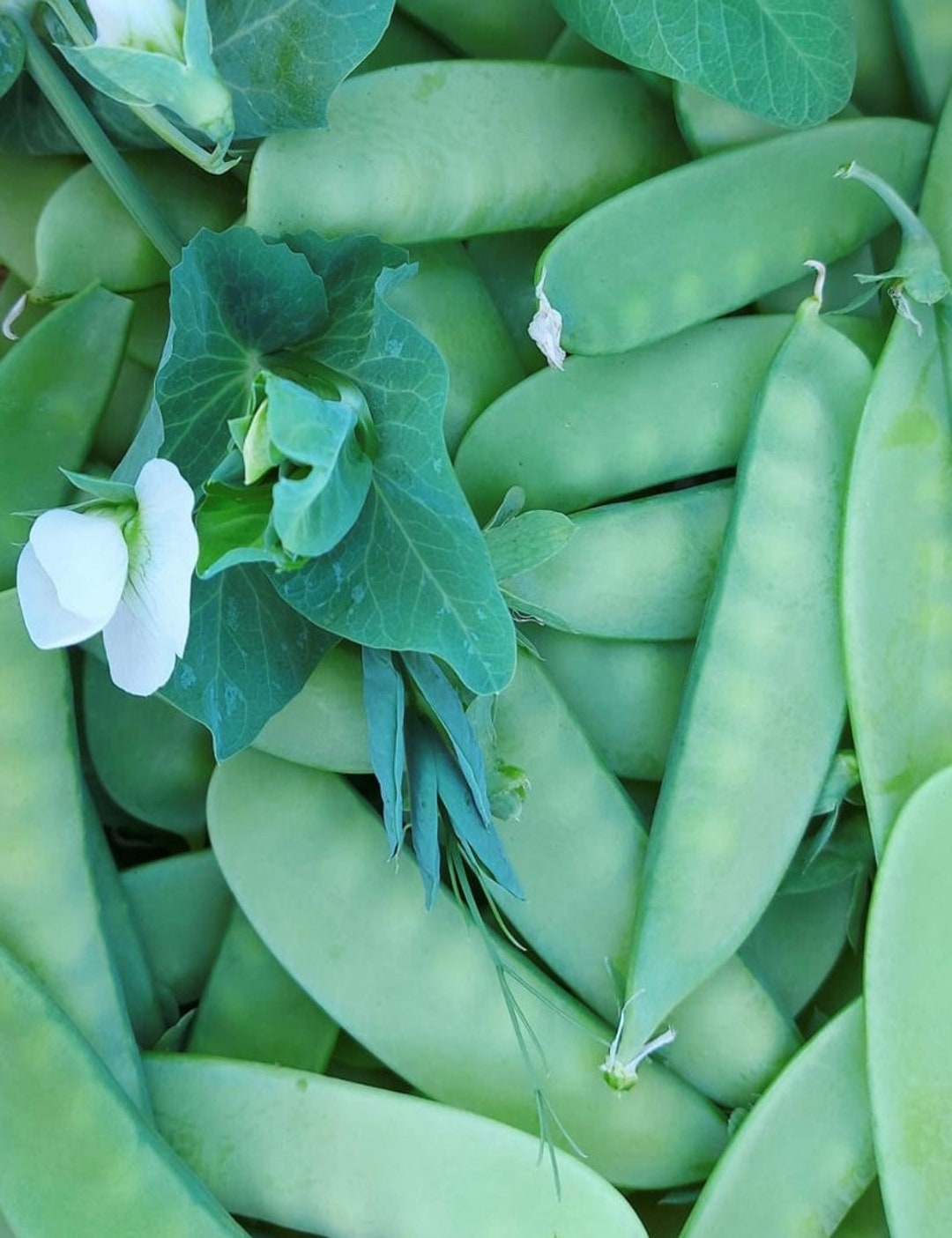 Mammoth Melting Sugar Snow Pea | Heirloom | Organic - Etsy