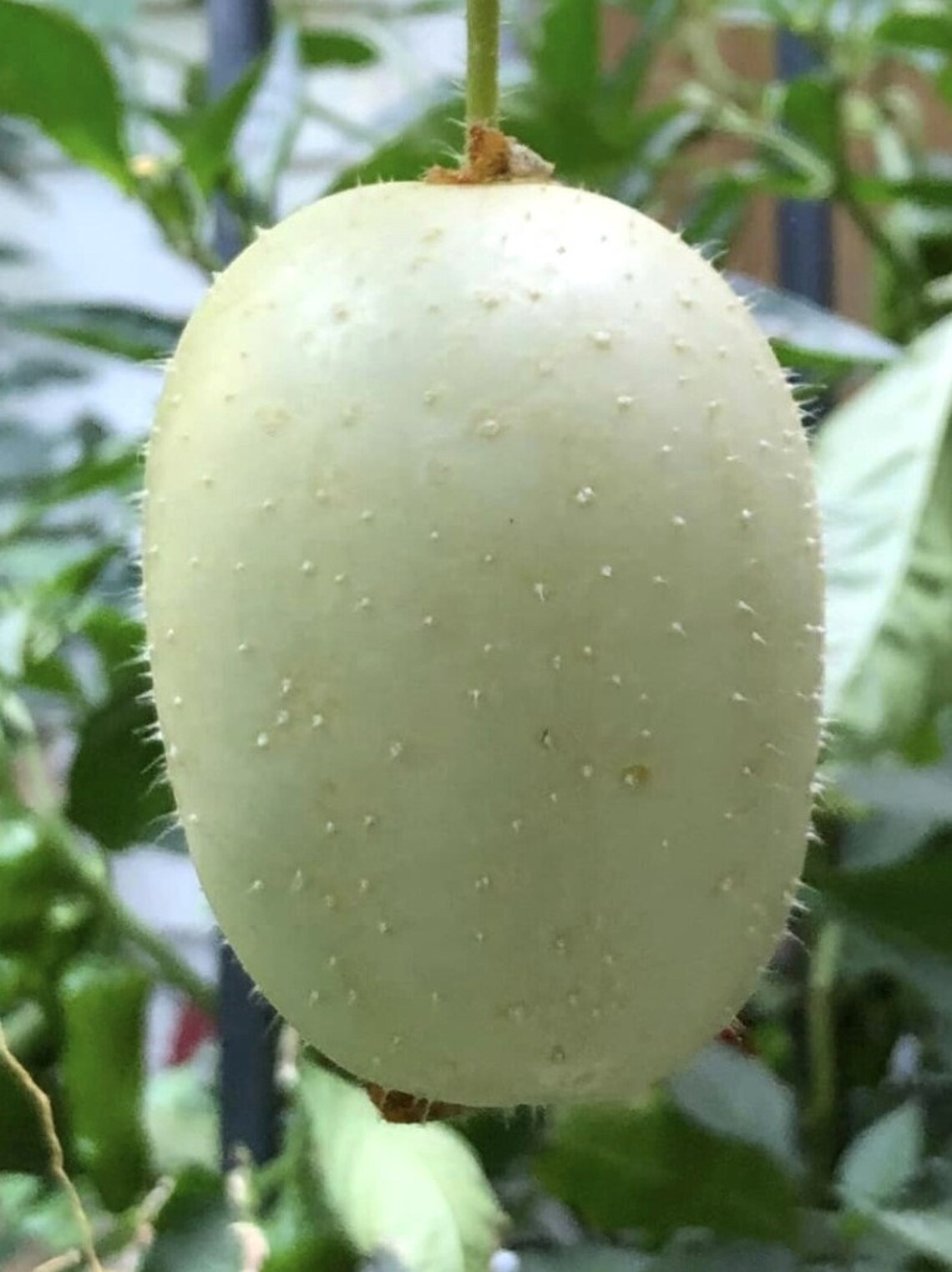 Crystal Apple Cucumber Seeds | Heirloom | Organic - Etsy