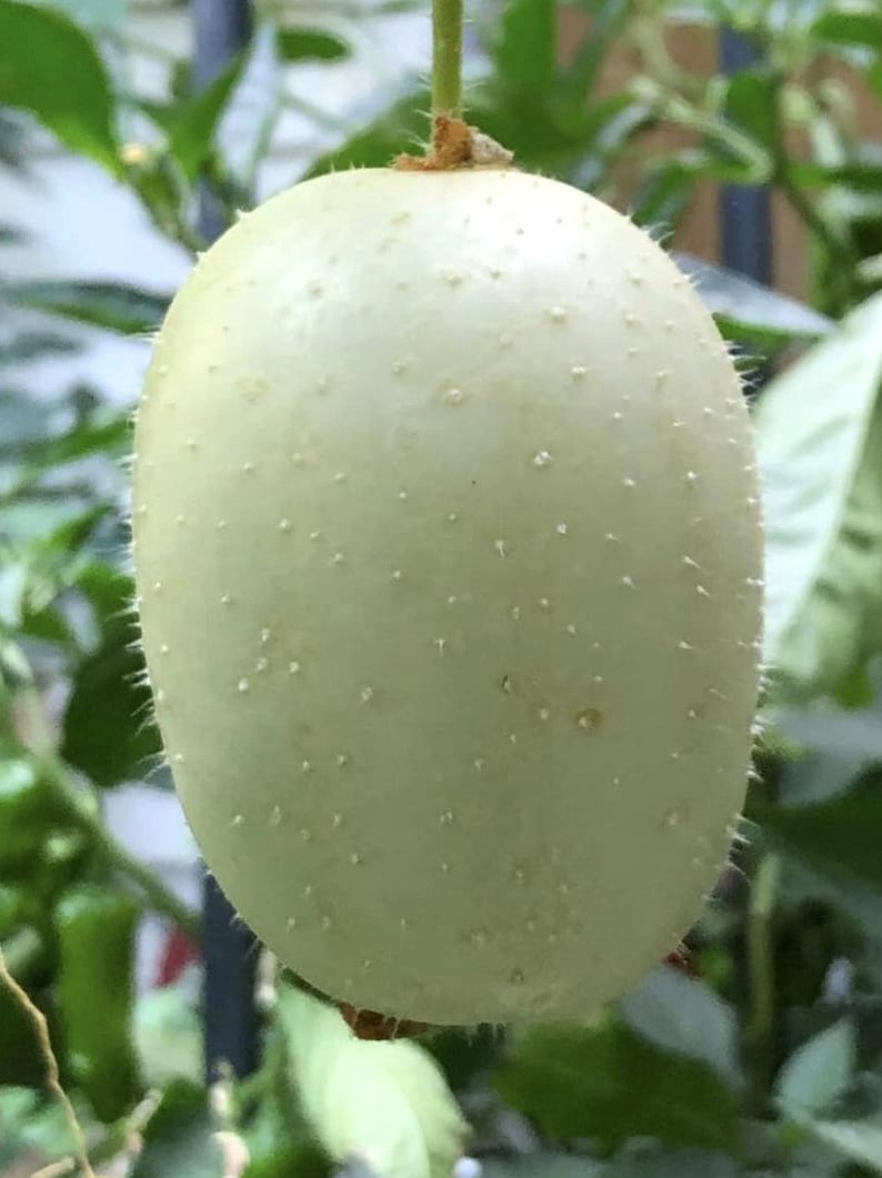 Crystal Apple Cucumber Seeds | Heirloom | Organic - Etsy