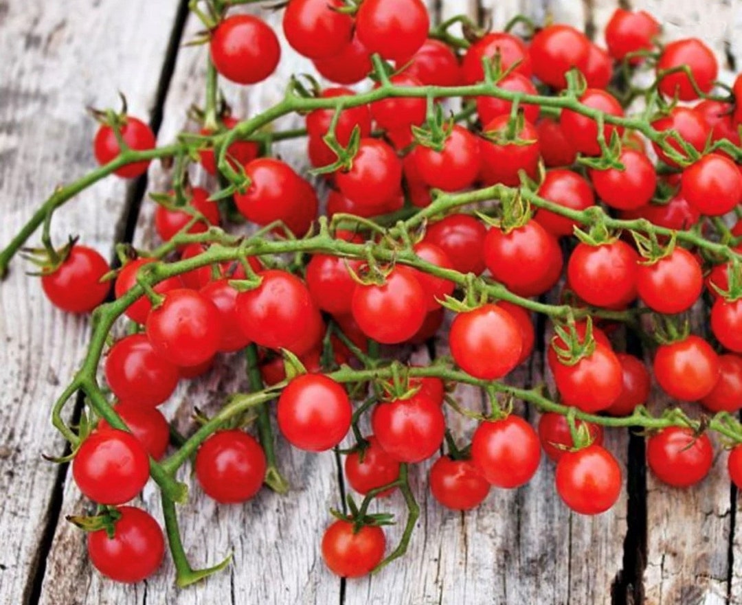 Red Currant Tomato Seeds | Heirloom | Organic - Etsy