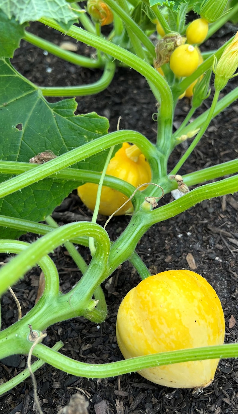 Lemon Squash Seeds - Etsy
