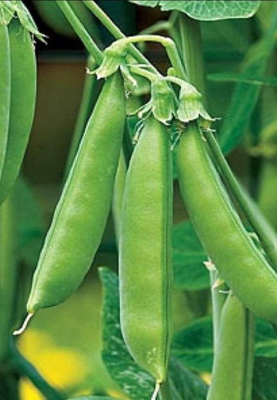 Super Sugar Snap Pea Seeds Heirloom Organic | Etsy
