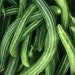 Armenian Striped Cucumber Seeds | Heirloom | Organic - Etsy