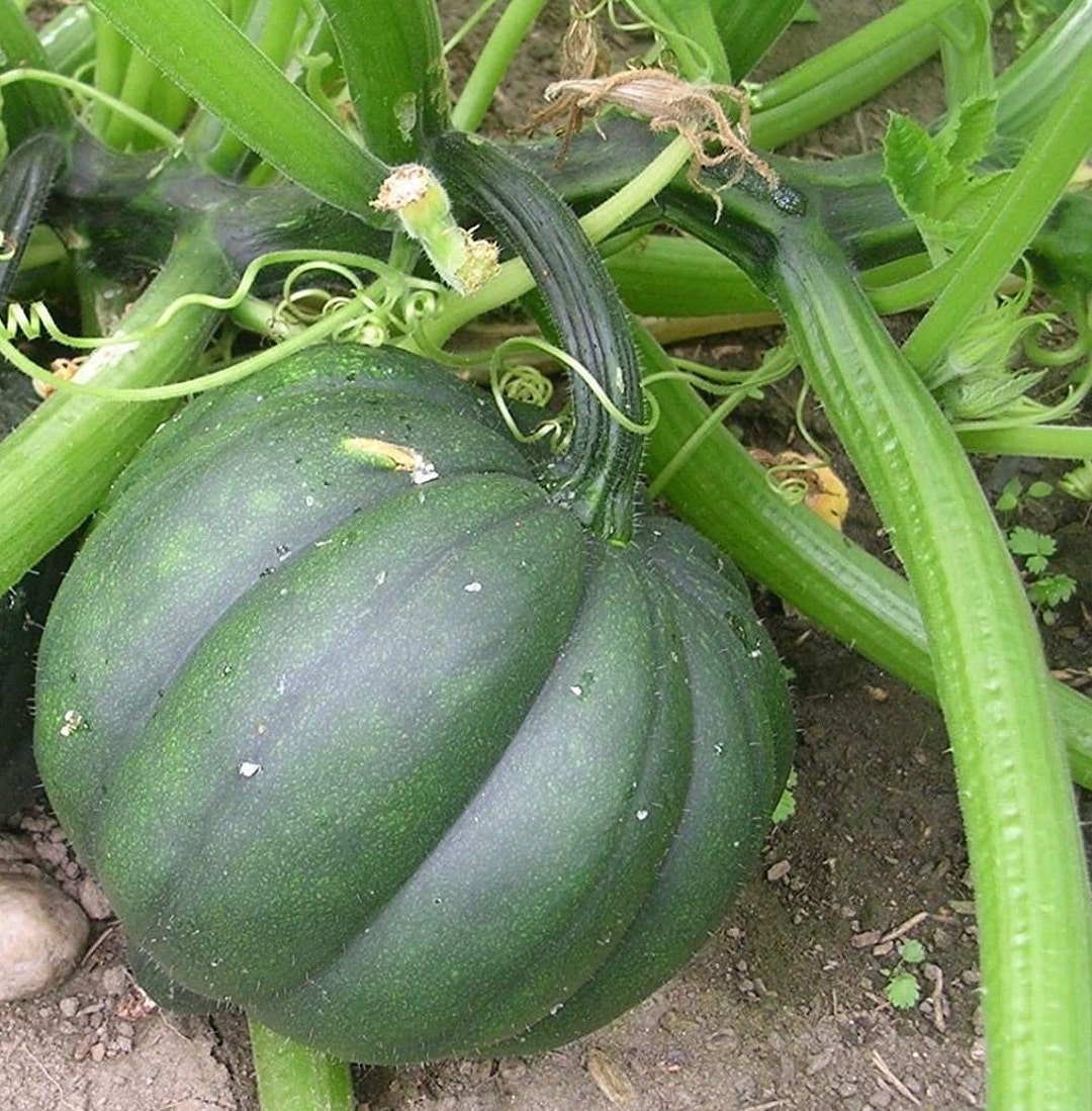 Table Queen Acorn Winter Squash Seeds | Heirloom | Organic - Etsy