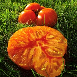 Dwarf Confetti Tomato Seeds | Organic - Etsy