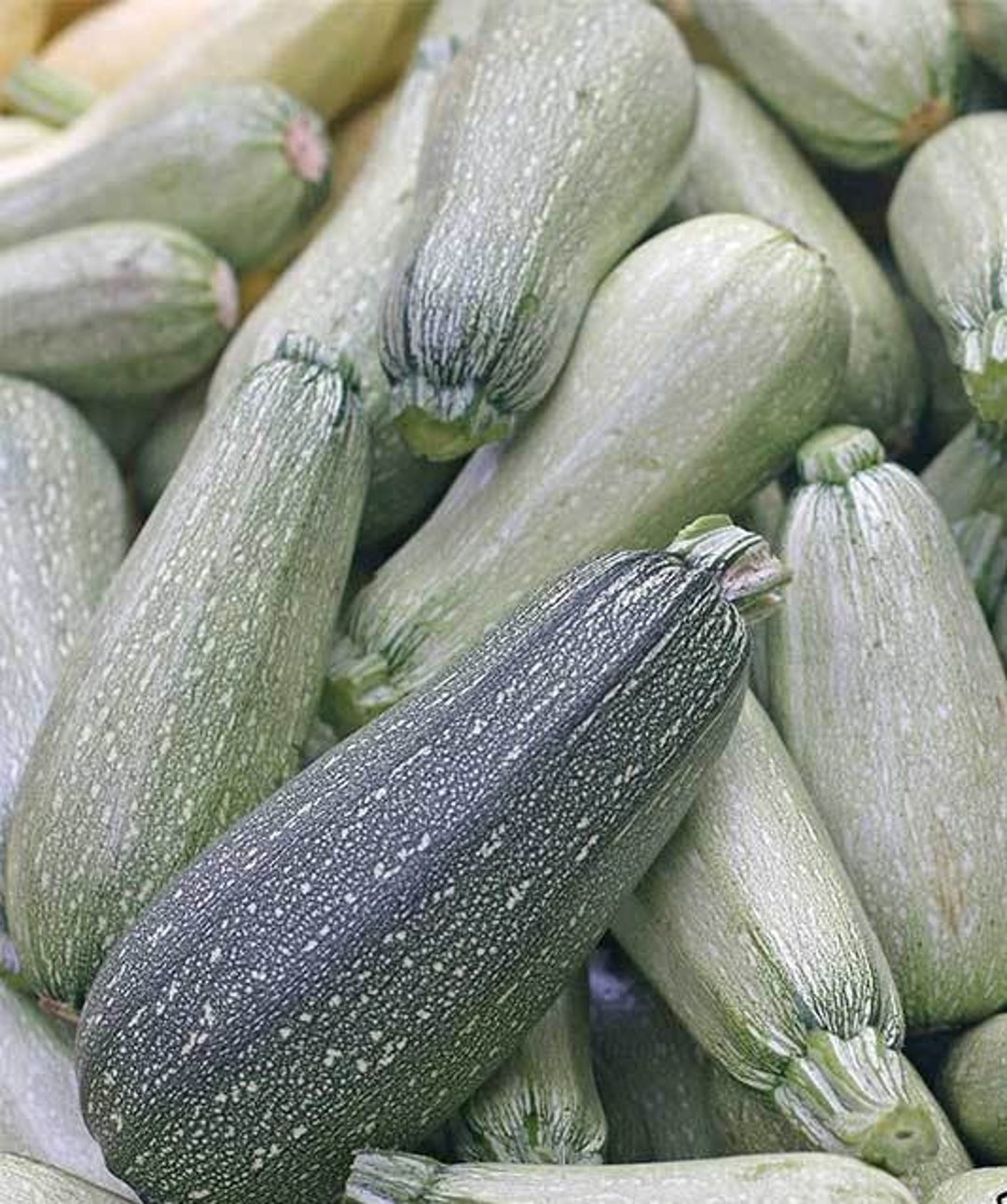 Grey Zucchini Seeds | Summer Squash | Heirloom | Organic - Etsy