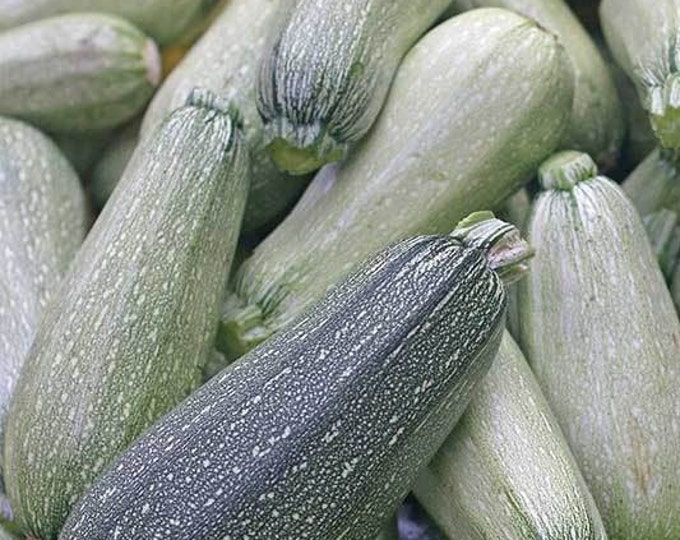 Grey Zucchini Seeds | Summer Squash | Heirloom | Organic - Etsy