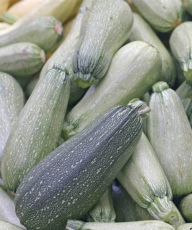 Grey Zucchini Seeds Summer Squash Heirloom Organic - Etsy