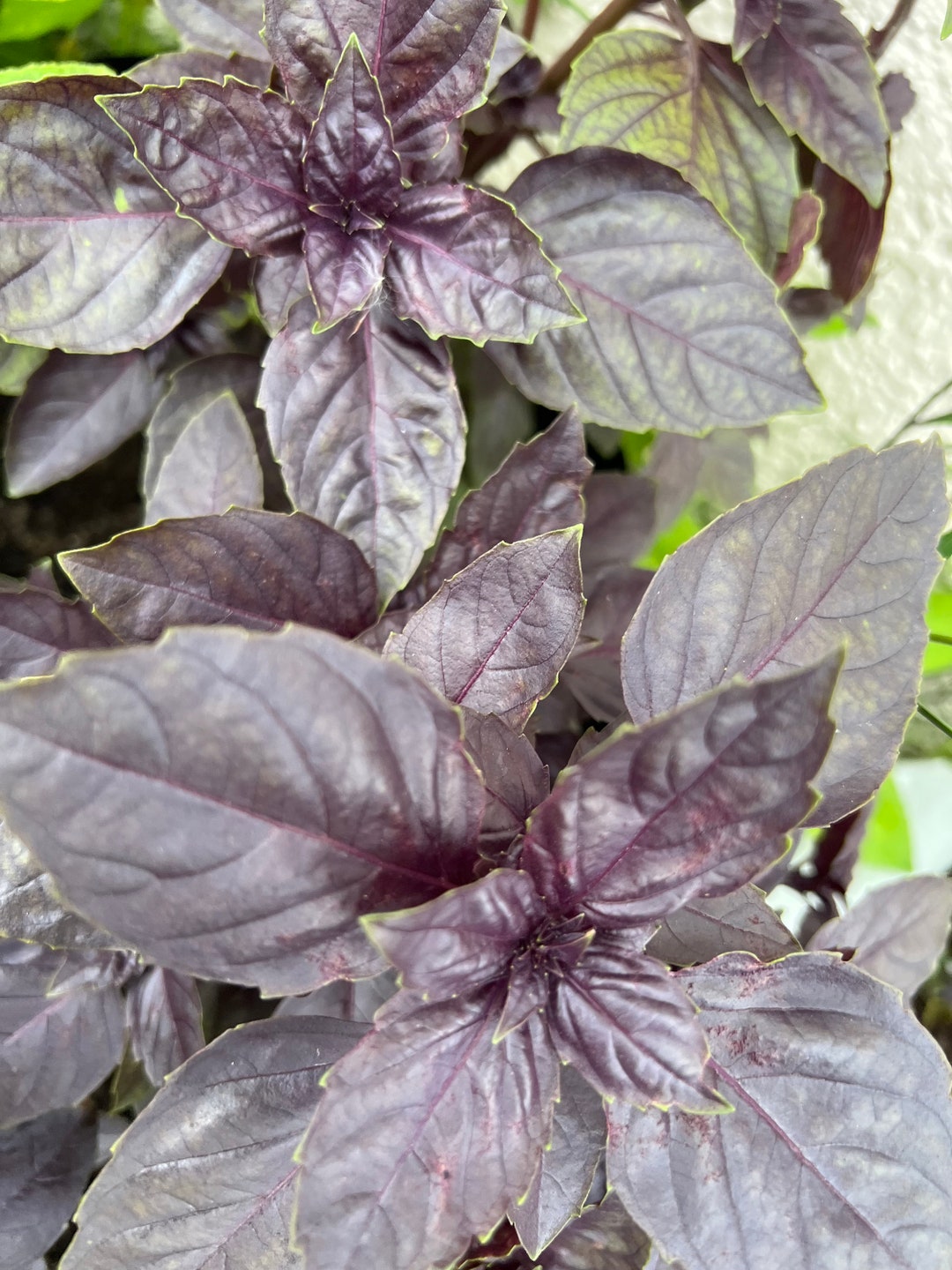 Dark Purple Opal Basil Seeds | Heirloom | Organic | Herb - Etsy