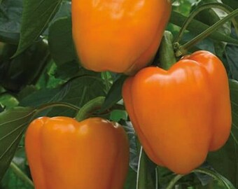 Primo X Butch T Orange Pepper Seeds - Etsy