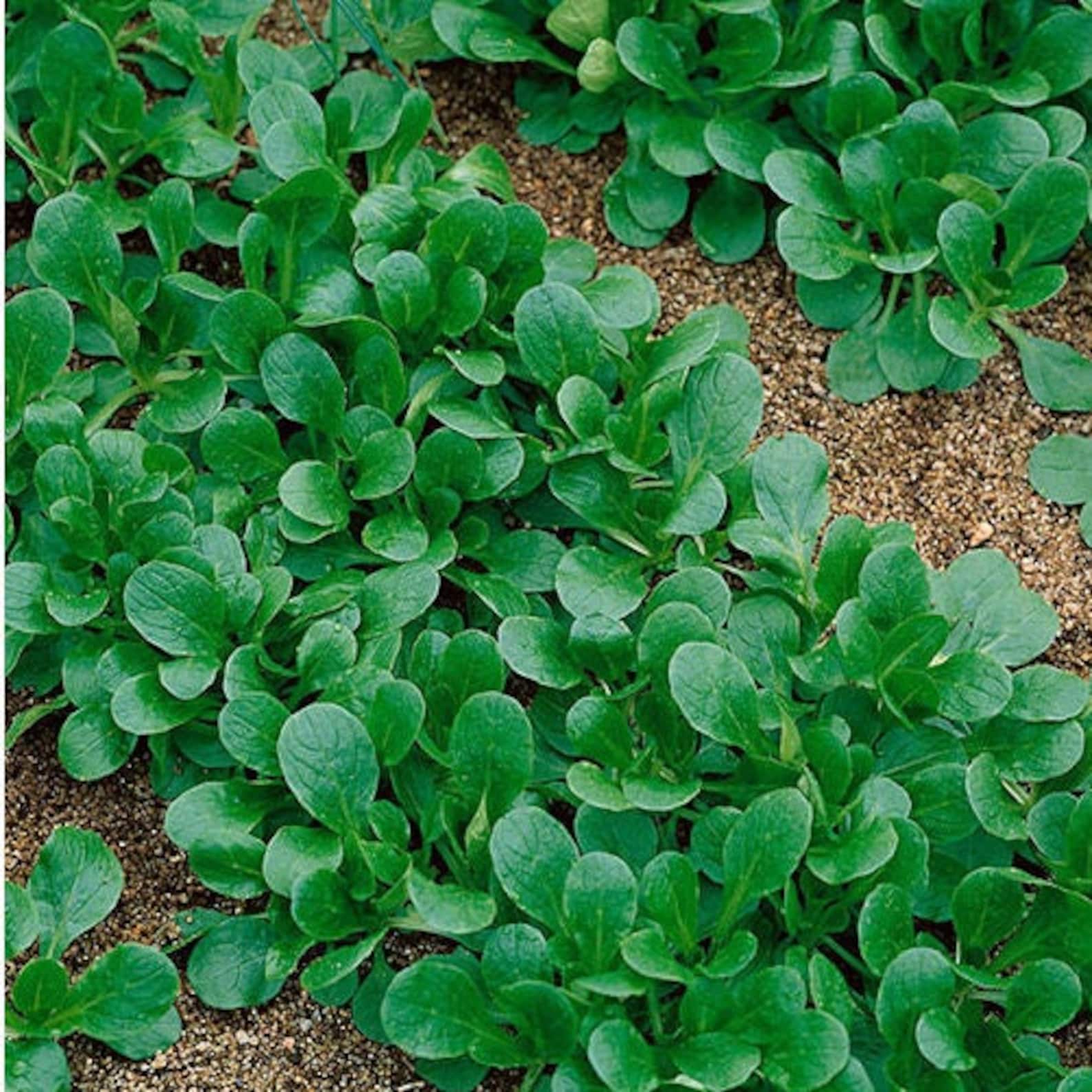 Dutch Corn Salad Seeds (aka Mache/lambs Lettuce) Heirloom | Organic - Etsy