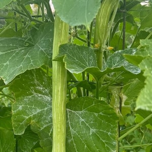 Tromboncino (zucchini Rampicante) Squash Seeds | Heirloom | Organic - Etsy