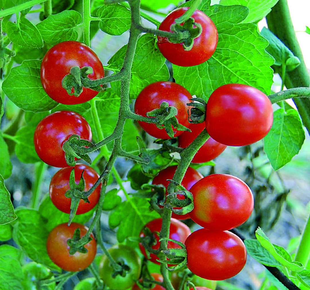 Mexico Midget Tomato Seeds | Heirloom | Organic - Etsy