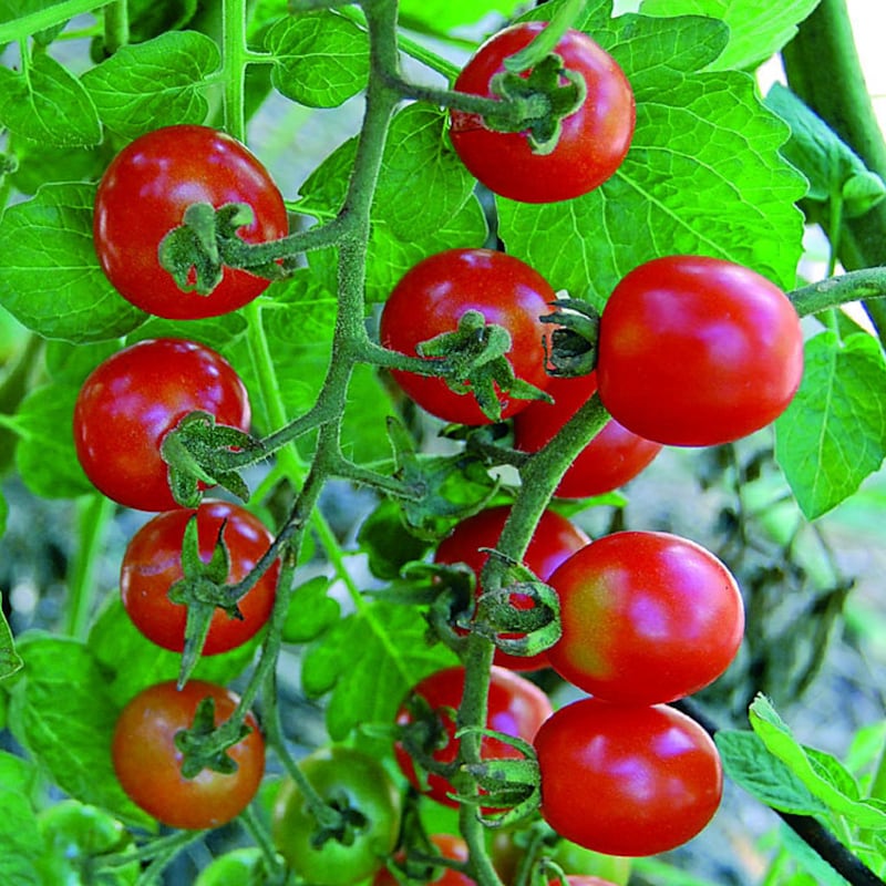Mexican Heirloom Tomatoes - Etsy