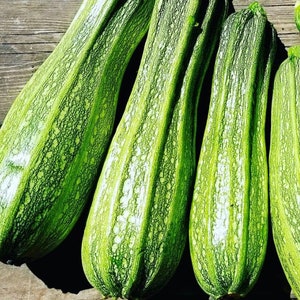 Costata Romanesco Zucchini Seeds | Heirloom | Organic | Summer Squash ...