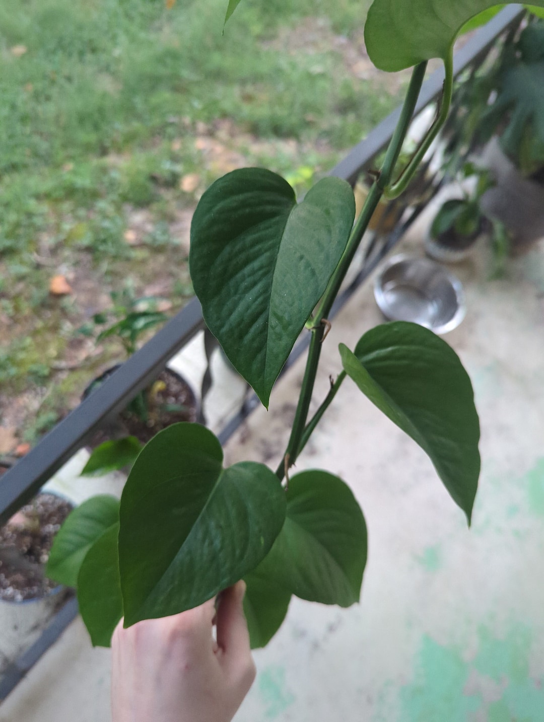 Reverted Marbled Queen Pothos Cutting - Etsy