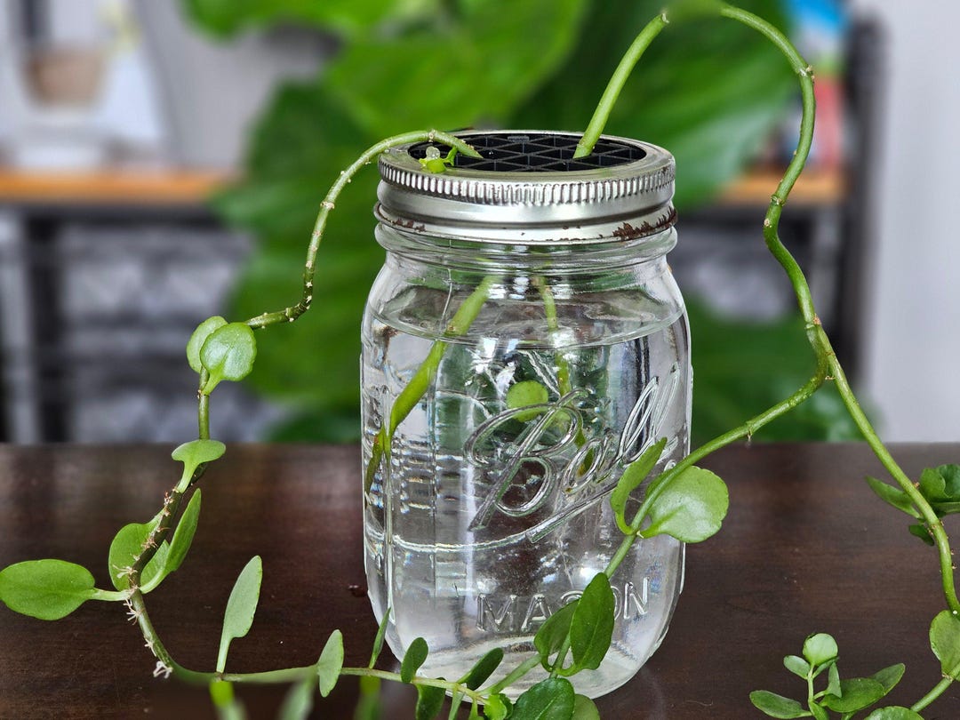 Plant Propagation Lid – 3D Printed Mason Jar Insert for Hydroponic ...