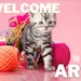 Classroom Quotes Printable Posters | CUTE Cat Theme | Positive Quotes ...