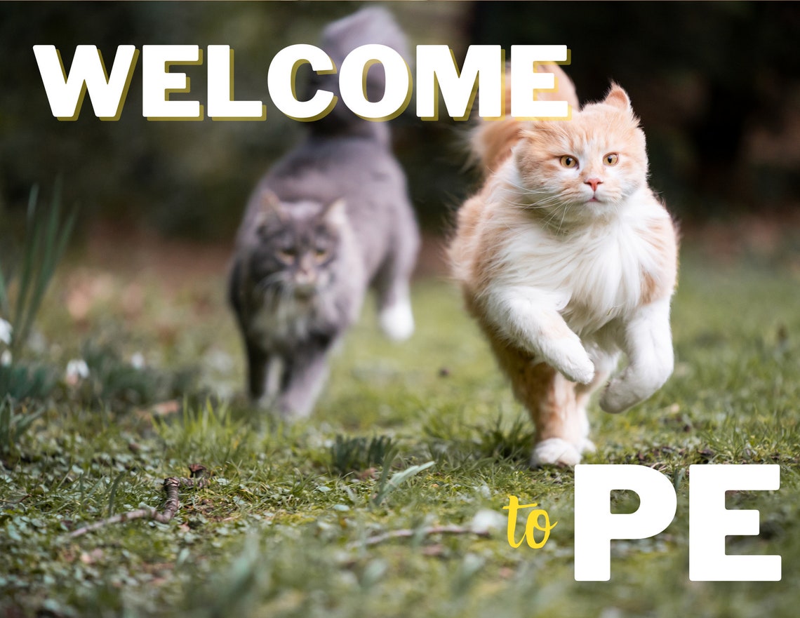 Classroom Quotes Printable Posters | CUTE Cat Theme | Positive Quotes ...