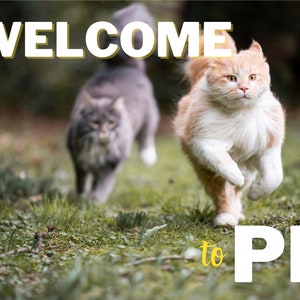 Classroom Quotes Printable Posters | CUTE Cat Theme | Positive Quotes ...