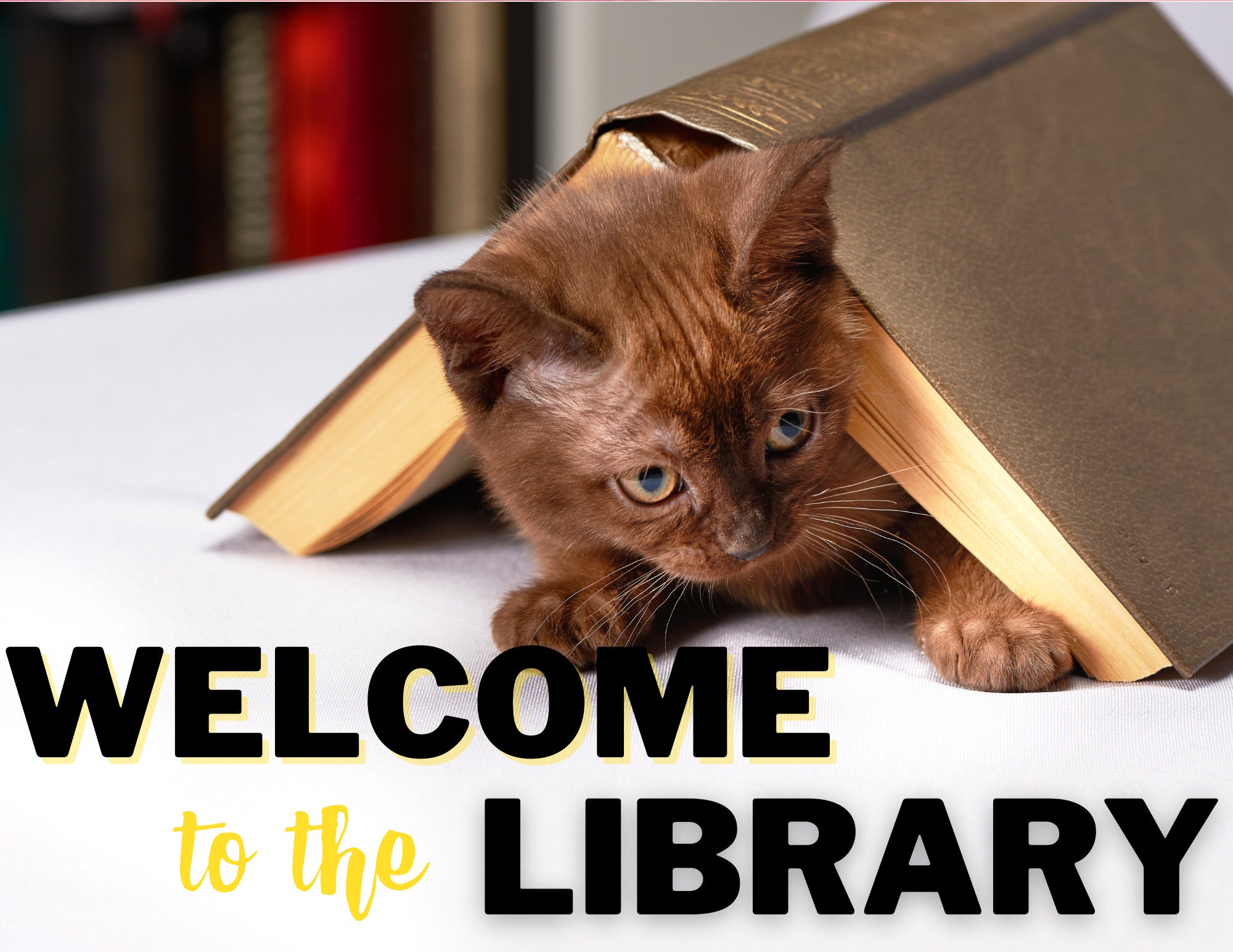 Classroom Quotes Printable Posters | CUTE Cat Theme | Positive Quotes ...