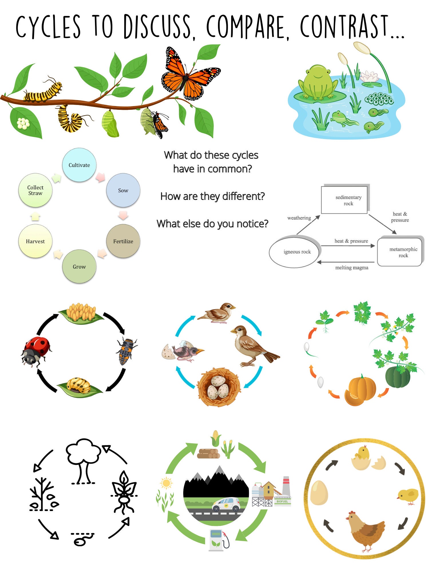 Life Cycles Activity Packet and Journal | Butterfly Ladybug Praying ...