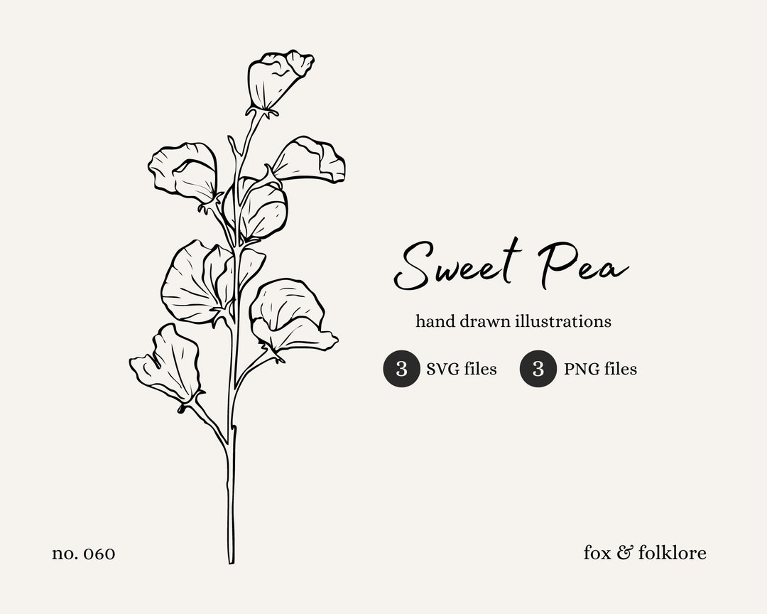 Hand Drawn Sweet Pea Illustration SVG and PNG | Flower, Garden, Nature ...