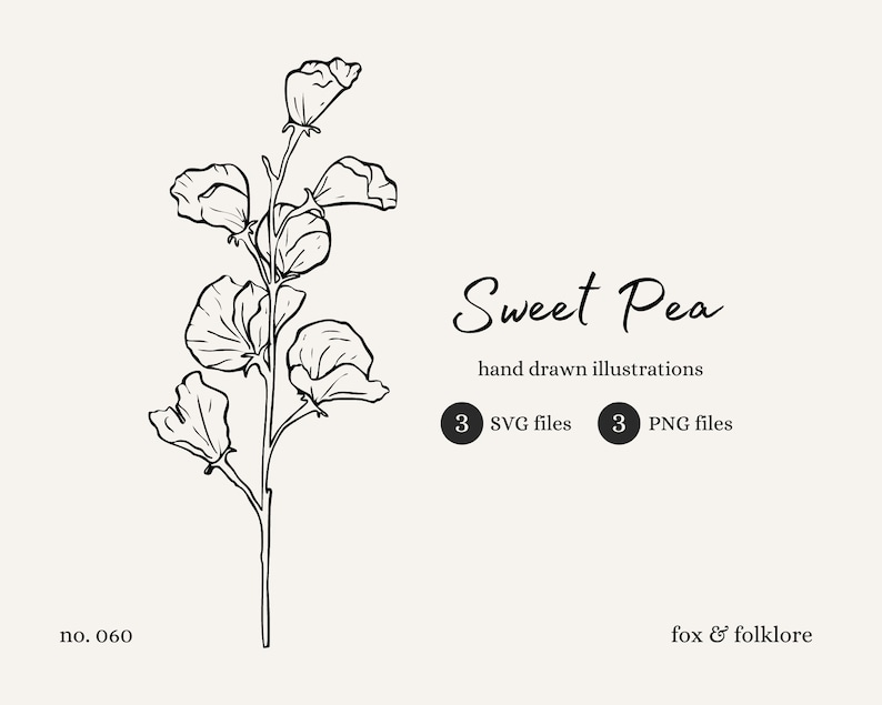 Hand Drawn Sweet Pea Flower Illustration | SVG, PNG (digital Download ...