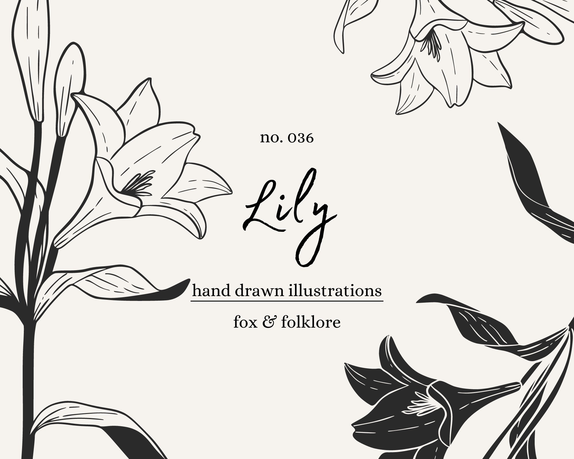 Hand Drawn Lily Illustration SVG and PNG | Flower, Garden, Nature ...